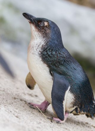 Visiter Napier, la ville art-déco - Destination Nouvelle-Zélande